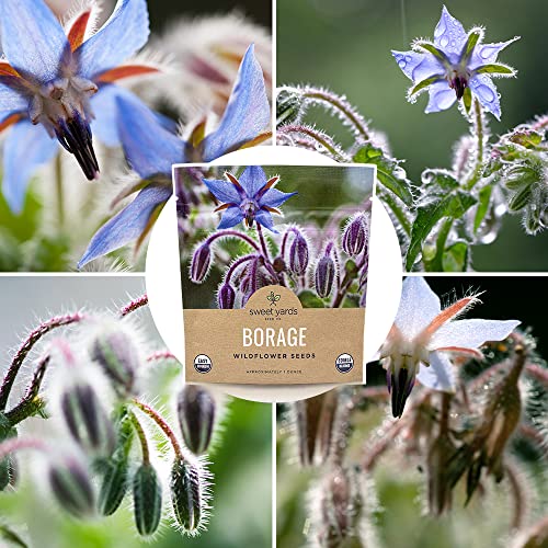 Sweet Yards Seed Co. Borage Seeds – Extra Large Packet – Over 1,200 Open Pollinated Non-GMO Wildflower Seeds – Borago officianalis