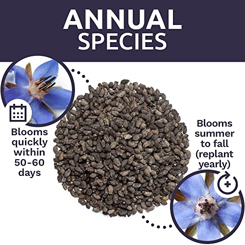 Sweet Yards Seed Co. Borage Seeds – Extra Large Packet – Over 1,200 Open Pollinated Non-GMO Wildflower Seeds – Borago officianalis