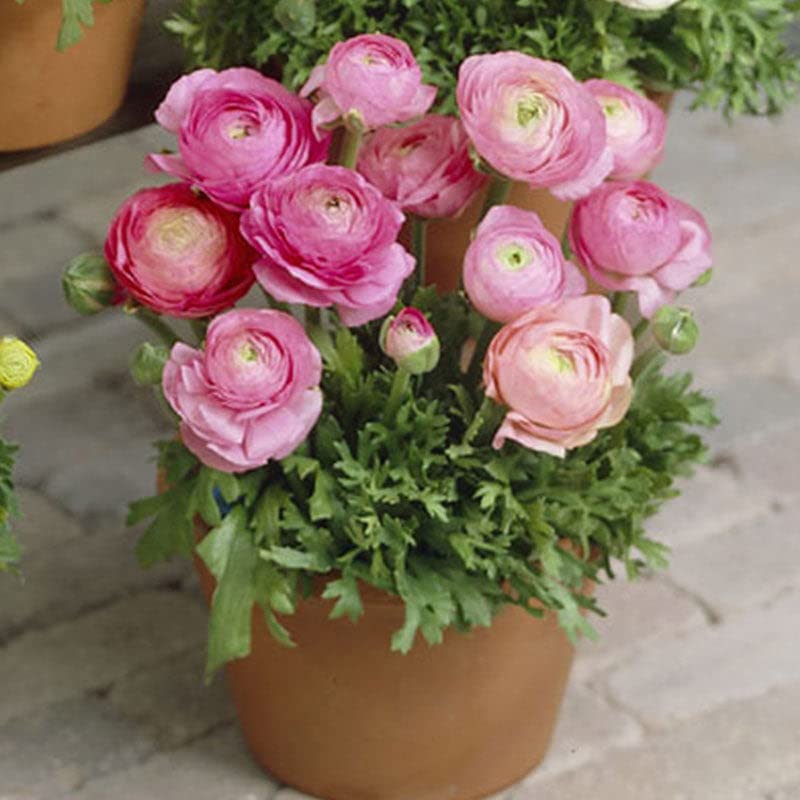 Ranunculus Bulbs - Pink - 100 Bulbs - Pink Flower Bulbs, Corm Attracts Bees, Attracts Pollinators, Easy to Grow & Maintain, Fragrant, Container Garden