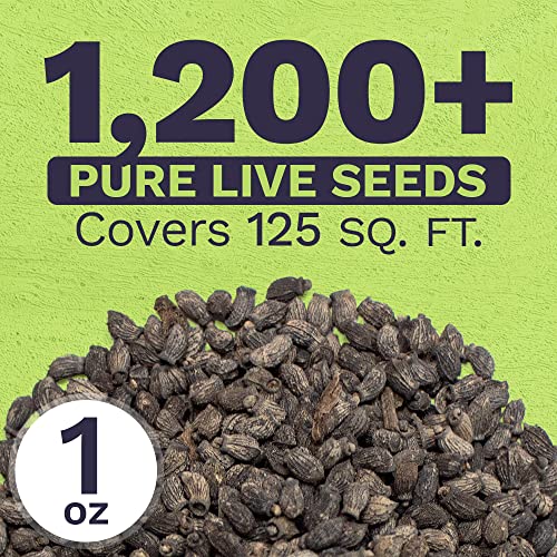 Sweet Yards Seed Co. Borage Seeds – Extra Large Packet – Over 1,200 Open Pollinated Non-GMO Wildflower Seeds – Borago officianalis