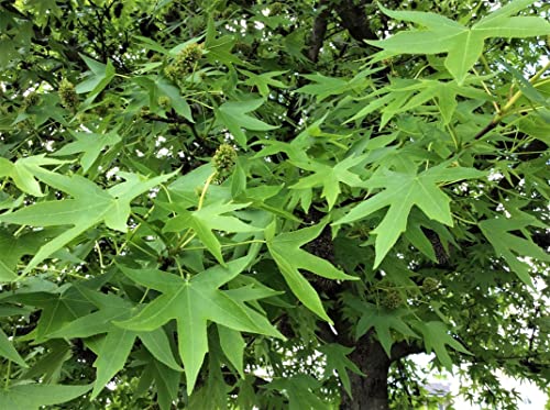 American Sweetgum Tree Plant, 2-3 ft Tall Tree Plant in Pot - Fast Growing