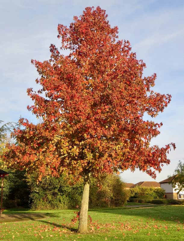 American Sweetgum Tree Plant, 2-3 ft Tall Tree Plant in Pot - Fast Growing