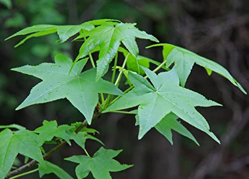 American Sweetgum Tree Plant, 2-3 ft Tall Tree Plant in Pot - Fast Growing
