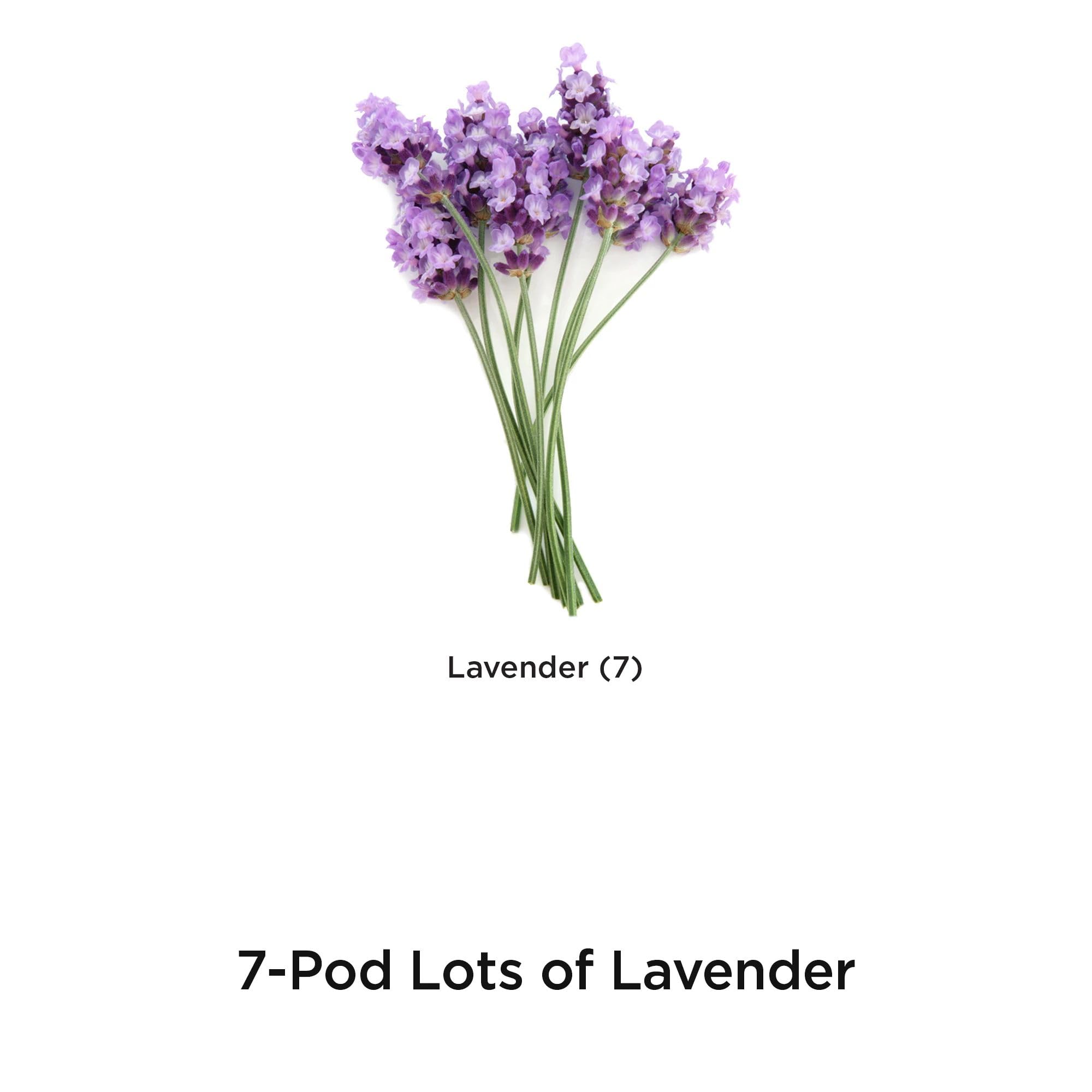 AeroGarden Lavender Seed Pod Kit (7-Pod), Multi-Color