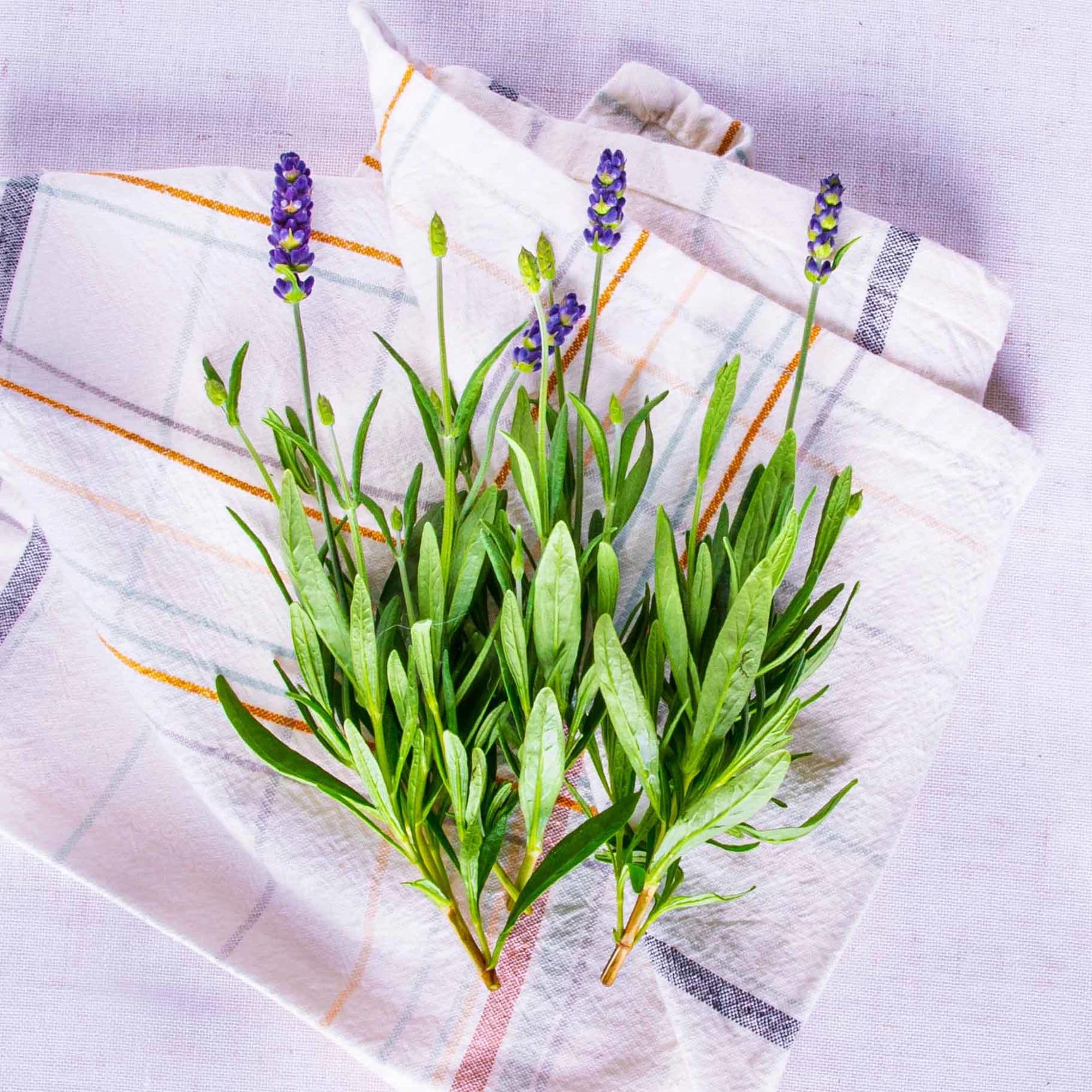 AeroGarden Lavender Seed Pod Kit (7-Pod), Multi-Color