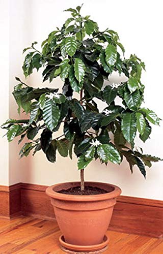 Seeds4planting - Seeds Arabian Coffee Tree Dwarf Plant Mountain Perennial Flowers