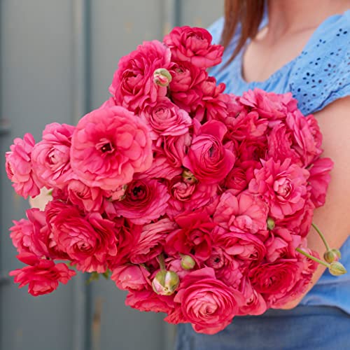 Ranunculus Bulbs - Bonbon - 100 Bulbs - Red Flower Bulbs, Corm Attracts Bees, Attracts Pollinators, Easy to Grow & Maintain, Fragrant, Container Garden