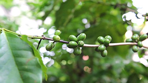 Seeds4planting - Seeds Arabian Coffee Tree Dwarf Plant Mountain Perennial Flowers
