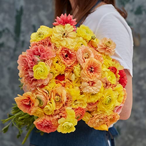 Ranunculus Bulbs - Pastel Lemon - 100 Bulbs - Mixed Flower Bulbs, Corm Attracts Bees, Attracts Pollinators, Easy to Grow & Maintain, Fragrant, Container Garden