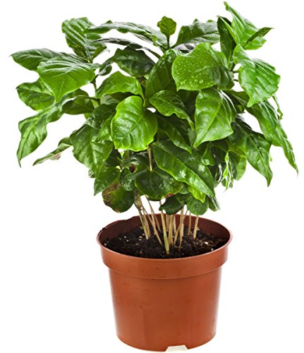 Seeds4planting - Seeds Arabian Coffee Tree Dwarf Plant Mountain Perennial Flowers