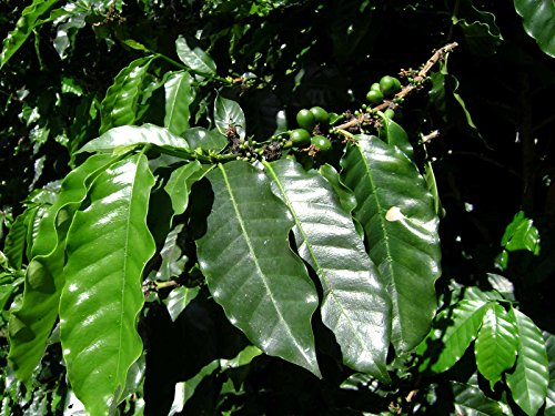 Seeds4planting - Seeds Arabian Coffee Tree Dwarf Plant Mountain Perennial Flowers