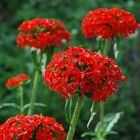 Maltese Cross Seeds - 1 Pound - Red Flower Seeds, Heirloom Seed Attracts Bees, Attracts Butterflies, Attracts Hummingbirds, Attracts Pollinators, Fragrant, Container Garden