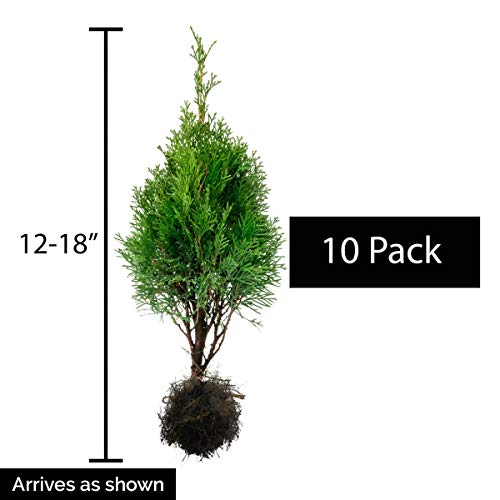Emerald Green Arborvitae (Thuja) Starter Hedge Kit, Live Evergreen Bareroot Plants, 12 to 18 inches Tall (10-Pack)