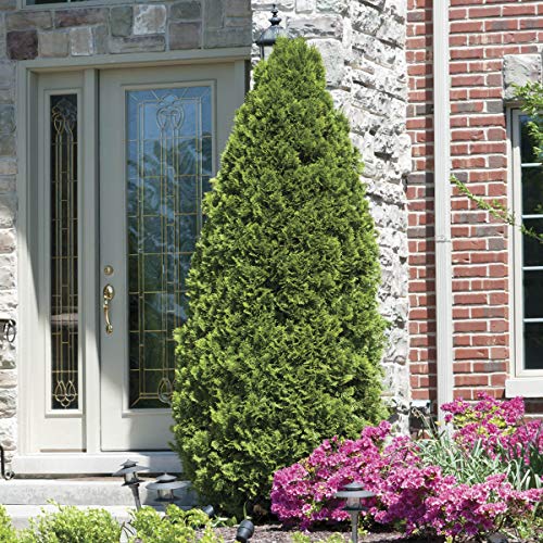 Emerald Green Arborvitae (Thuja) Starter Hedge Kit, Live Evergreen Bareroot Plants, 12 to 18 inches Tall (10-Pack)