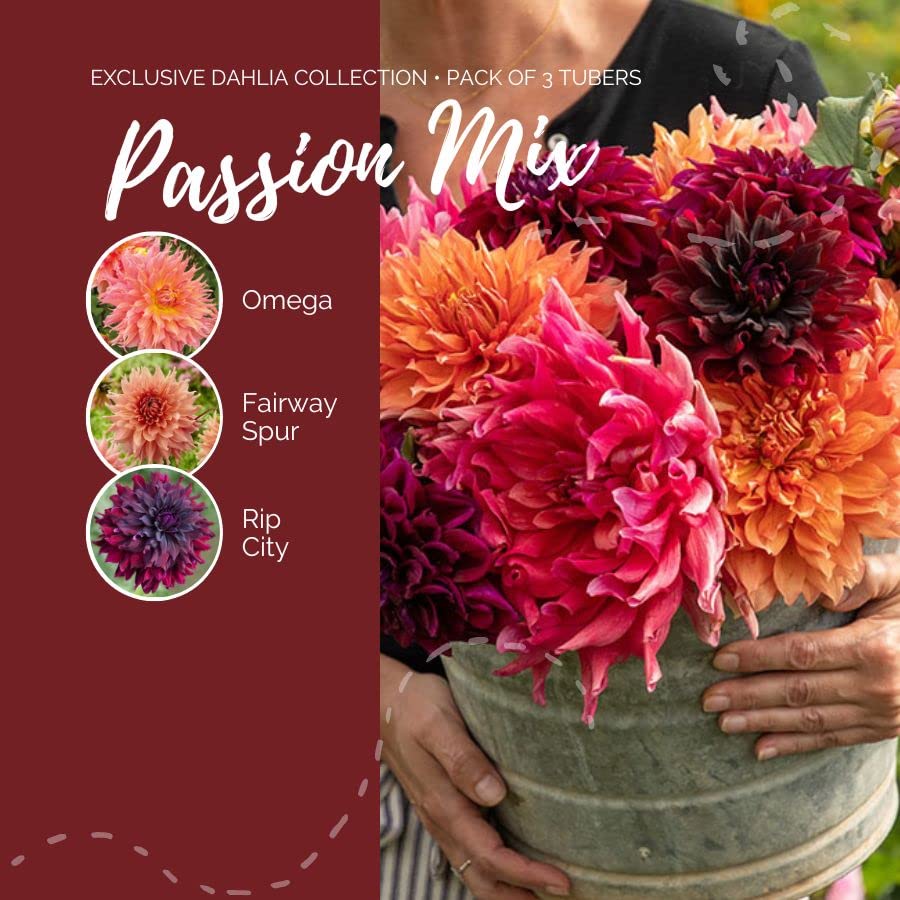 Dahlia Bulbs (Dinnerplate) - Passion Mix - 9 Bulbs - Mixed Flower Bulbs, Tuber Attracts Bees, Attracts Butterflies, Attracts Pollinators, Easy to Grow & Maintain, Fast Growing, Cut Flower Garden