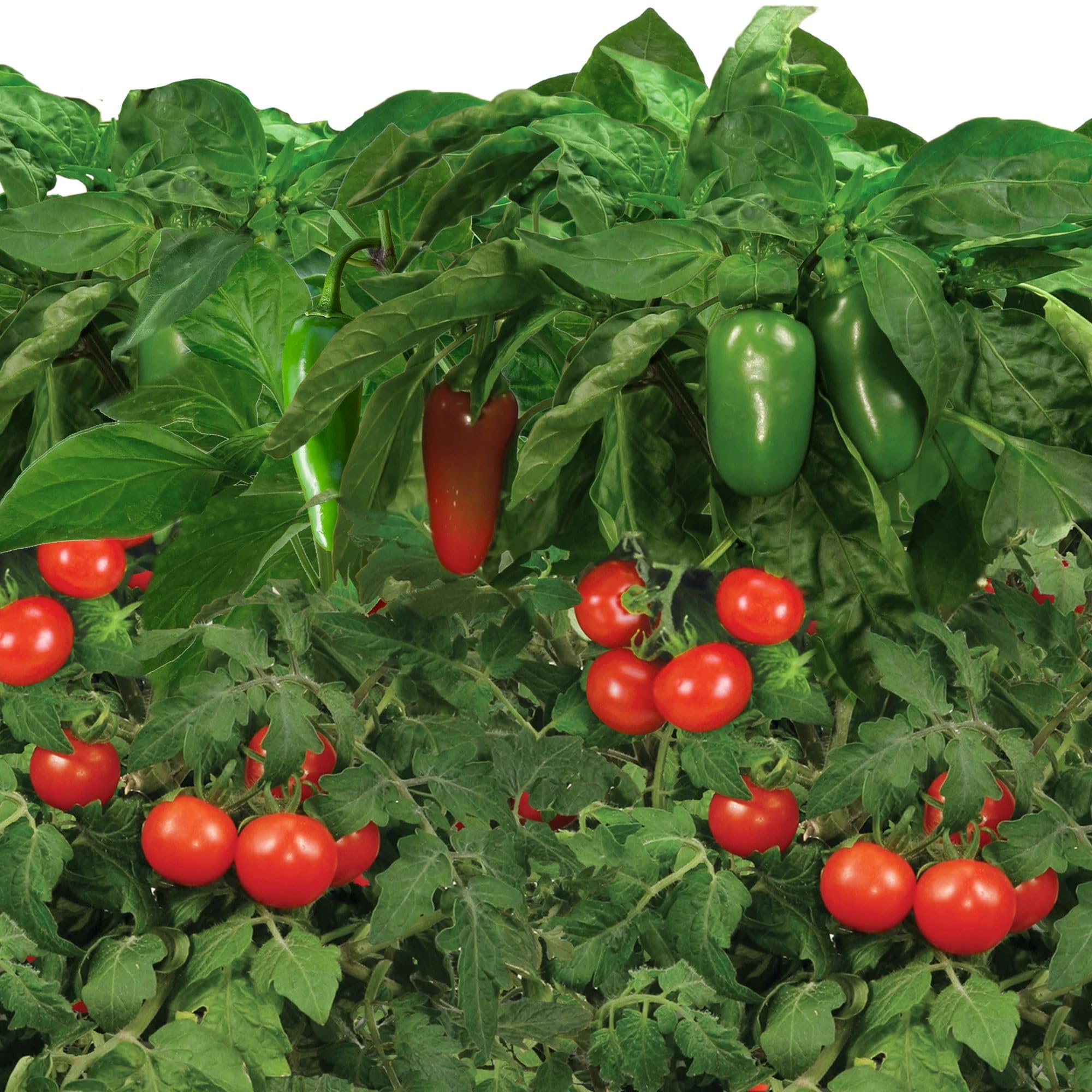 AeroGarden Salsa Garden Seed Pod Kit