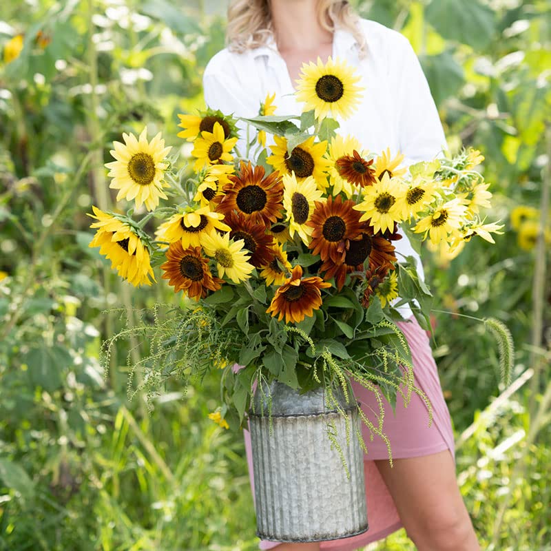 Sunny - Sunflower Seed Mix - 1 Pound - Mixed Wildflower Seeds, Attracts Bees, Attracts Butterflies, Attracts Hummingbirds, Attracts Pollinators, Easy to Grow & Maintain, Cut Flower Garden