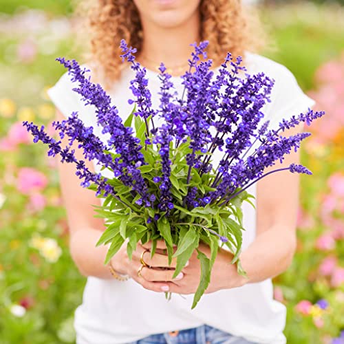 Blue Sage Seeds - 1 Pound - Blue Flower Seeds, Heirloom Seed Attracts Bees, Attracts Butterflies, Attracts Hummingbirds, Attracts Pollinators, Easy to Grow & Maintain, Fragrant, Container Garden