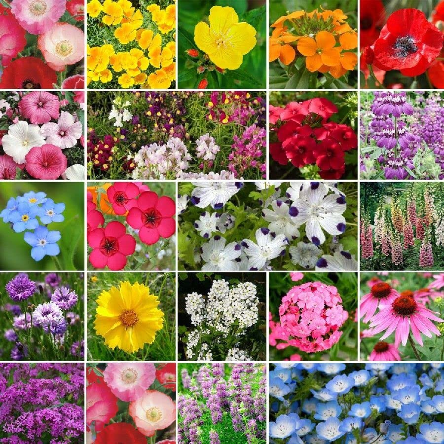 Partial Shade Wildflower Seed Mix - 1/4 Pound - Mixed Wildflower Seeds, Attracts Bees, Attracts Butterflies, Attracts Hummingbirds, Attracts Pollinators, Easy to Grow & Maintain, Landscaping