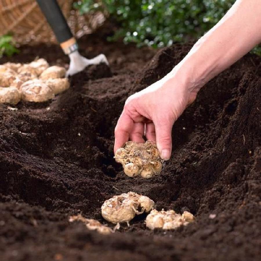 Calla Lily Bulbs - Black White Mix - Bag of 20, Mid Summer/White and Black Flowers