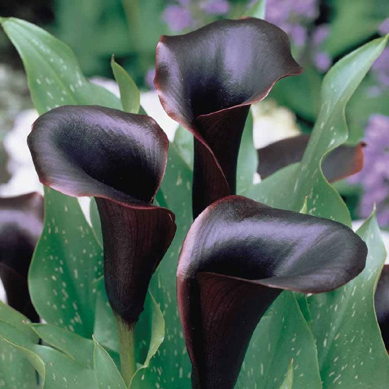 Calla Lily Bulbs - Black White Mix - Bag of 20, Mid Summer/White and Black Flowers