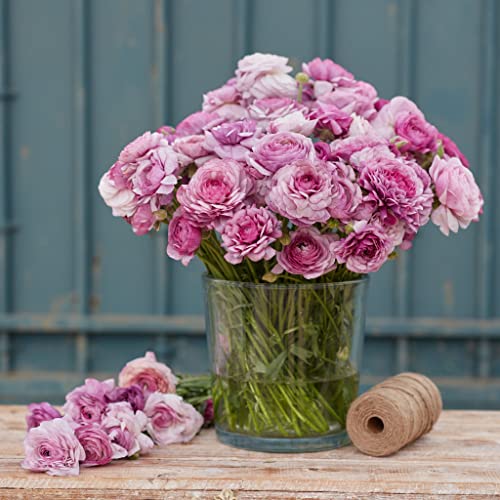 Ranunculus Bulbs - Purple Jean - 100 Bulbs - Purple Flower Bulbs, Corm Attracts Bees, Attracts Pollinators, Easy to Grow & Maintain, Fragrant, Container Garden