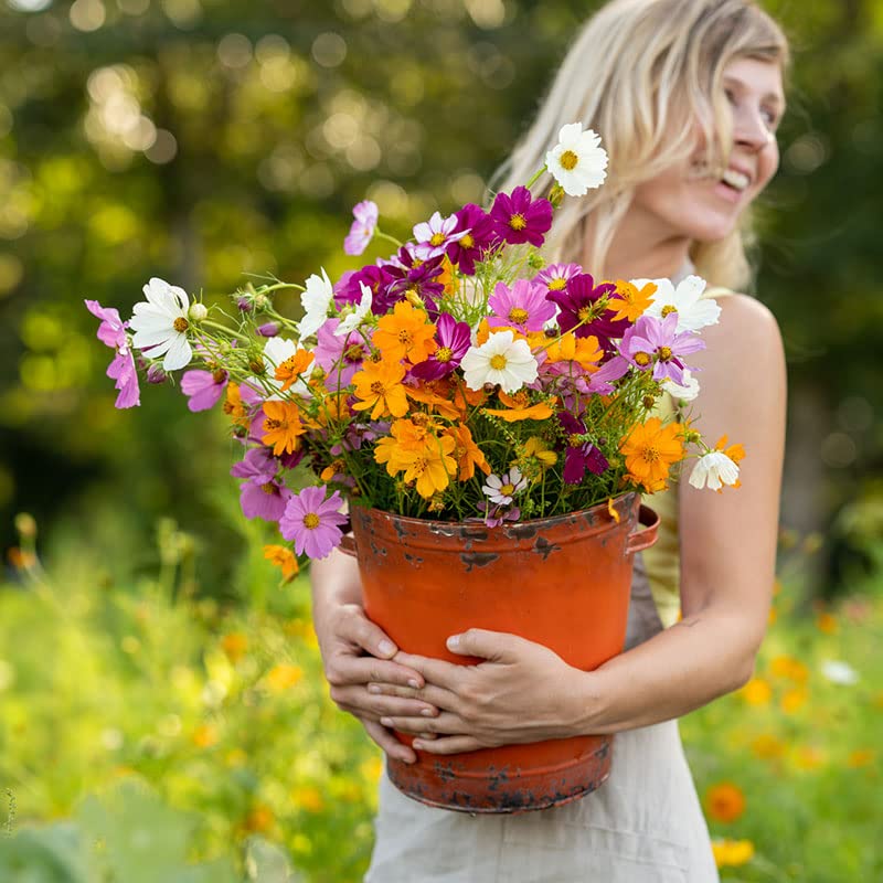 Crazy for Cosmos - Cosmos Flower Seed Mix - 1/4 Pound - Mixed Wildflower Seeds, Attracts Bees, Attracts Butterflies, Attracts Hummingbirds, Attracts Pollinators, Easy to Grow & Maintain, Container