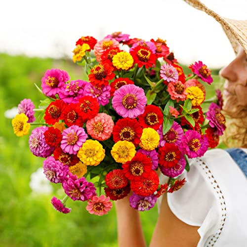Zinnia Seeds - Lilliput Mix - 5 Pounds - Pink/Yellow/Orange Flower Seeds, Heirloom Seed Attracts Bees, Attracts Butterflies, Attracts Hummingbirds, Attracts Pollinators, Easy to Grow & Maintain