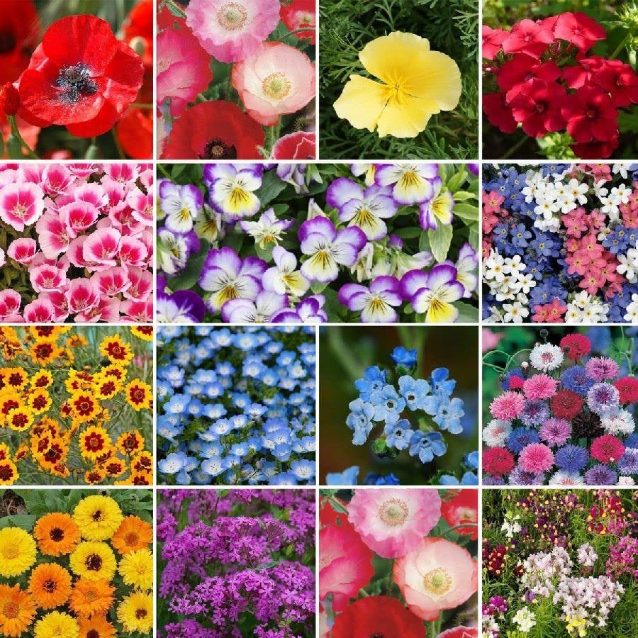 Shorty Low-Grow Wildflower Seed Mix - 1 Pound - Mixed Wildflower Seeds, Attracts Bees, Attracts Butterflies, Attracts Hummingbirds, Attracts Pollinators, Easy to Grow & Maintain, Landscaping
