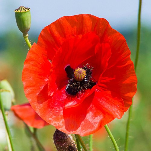 Seed Needs, 2.1 oz Bulk Package - 30,000 Seeds Hummingbird and Butterfly Attracting Wildflower Mixture (99% Pure Live Seed - NO Filler) 20+ Species Annual Perennial Biennial