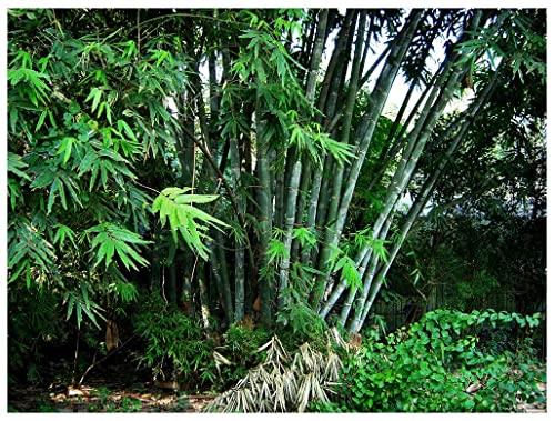 Non-Invasive Clumping Giant Bamboo Seed - Approximately 25 Seeds - Male or Solid Bamboo - Growing Instructions Will be Included