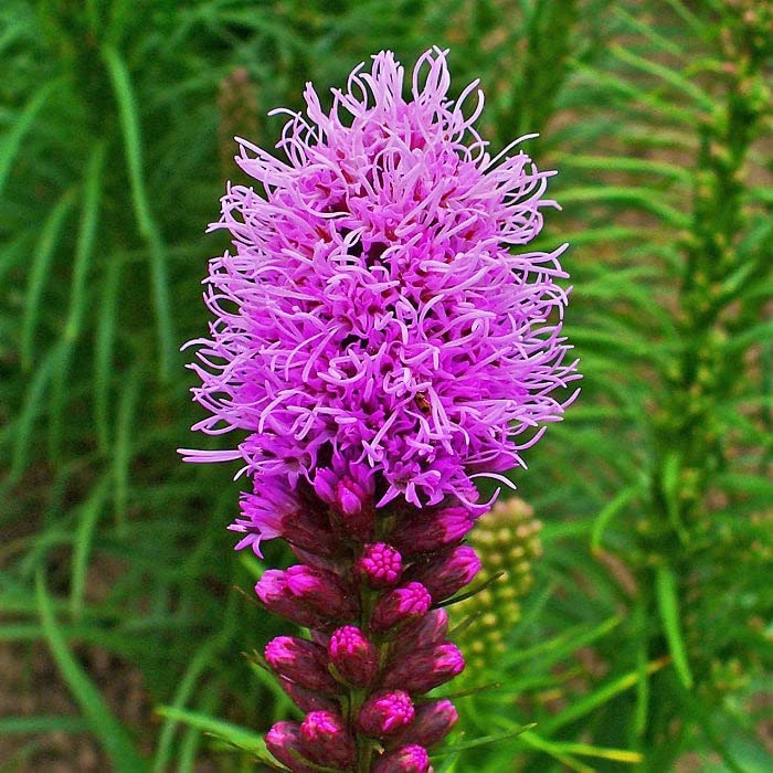 Gayfeather/Blazing Star Seeds - 1 Pound - Purple Flower Seeds, Heirloom Seed Attracts Bees, Attracts Butterflies, Attracts Hummingbirds, Attracts Pollinators, Container Garden