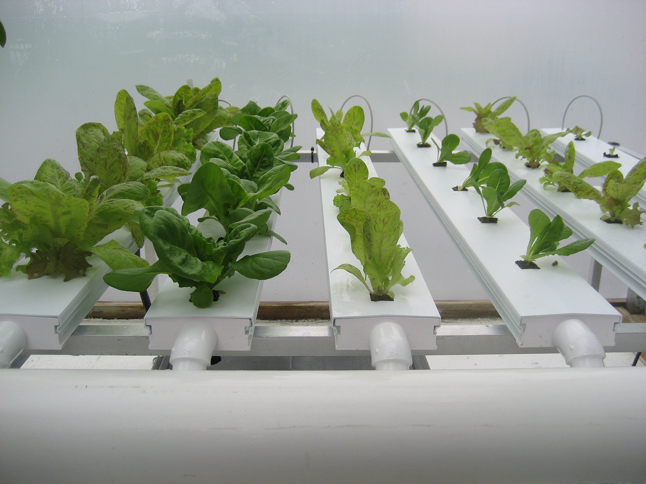 CropKing NFT 4-6 Hydroponic Leafy Greens Growing System