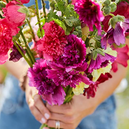 Hollyhock Seeds (Dwarf) - Queeny Mix - 1/4 Pound - Pink/Red/Yellow Flower Seeds, Heirloom Seed Attracts Bees, Attracts Butterflies, Attracts Hummingbirds, Attracts Pollinators