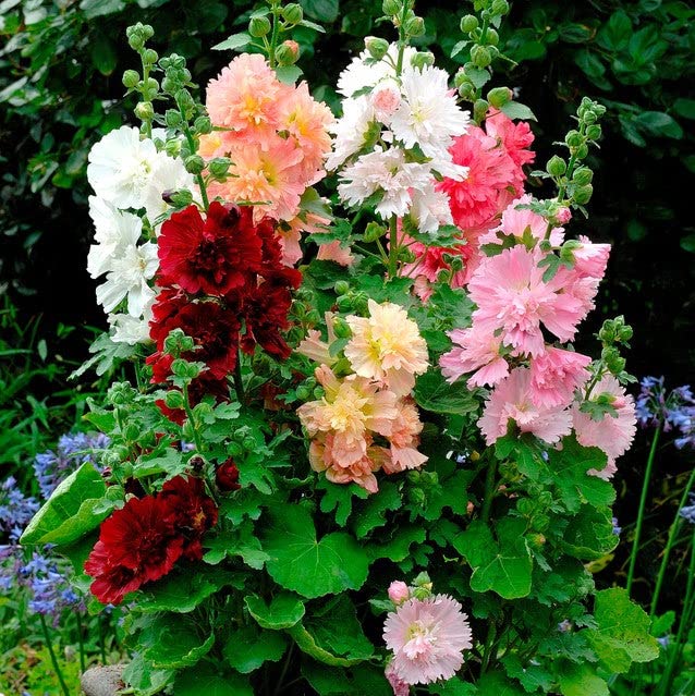 Hollyhock Seeds (Dwarf) - Queeny Mix - 1/4 Pound - Pink/Red/Yellow Flower Seeds, Heirloom Seed Attracts Bees, Attracts Butterflies, Attracts Hummingbirds, Attracts Pollinators