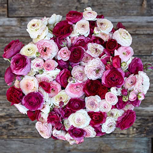 Ranunculus Bulbs - Crushed Berry Mix - 100 Bulbs - Mixed Flower Bulbs, Corm Attracts Bees, Attracts Pollinators, Easy to Grow & Maintain, Fragrant, Container Garden