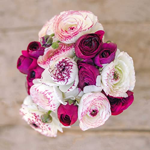 Ranunculus Bulbs - Crushed Berry Mix - 100 Bulbs - Mixed Flower Bulbs, Corm Attracts Bees, Attracts Pollinators, Easy to Grow & Maintain, Fragrant, Container Garden