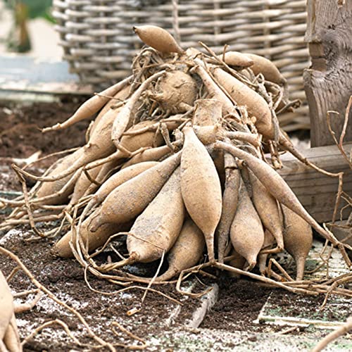 Dahlia Bulbs (Ball & Decorative) - Madeline Mix - 10 Bulbs - Mixed Flower Bulbs, Tuber Attracts Bees, Attracts Butterflies, Attracts Pollinators, Easy to Grow & Maintain, Fast Growing, Cut Flower