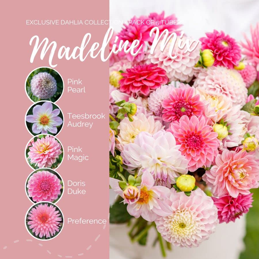 Dahlia Bulbs (Ball & Decorative) - Madeline Mix - 10 Bulbs - Mixed Flower Bulbs, Tuber Attracts Bees, Attracts Butterflies, Attracts Pollinators, Easy to Grow & Maintain, Fast Growing, Cut Flower