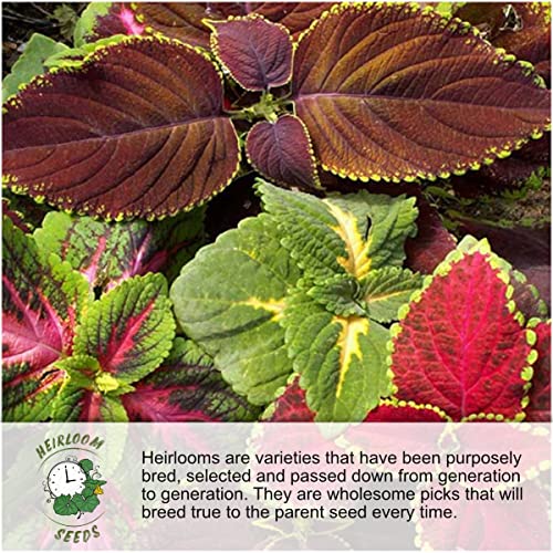 Seed Needs, 2.1 oz Bulk Package - 30,000 Seeds Partial Shade Butterfly Attracting Wildflower Mixture (99% Pure Live Seed - NO Filler) Annual Perennial Biennial