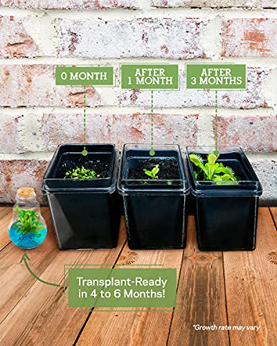 Venus Fly Trap, Grow Your Own Venus Flytrap in a 100% Self Sustaining Glass Terrarium, Maintenance Free, Easy to Grow, Healthy Growth Guarantee