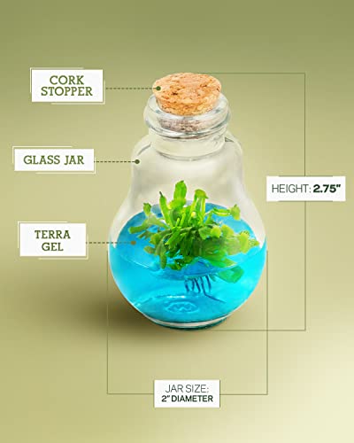 Venus Fly Trap, Grow Your Own Venus Flytrap in a 100% Self Sustaining Glass Terrarium, Maintenance Free, Easy to Grow, Healthy Growth Guarantee