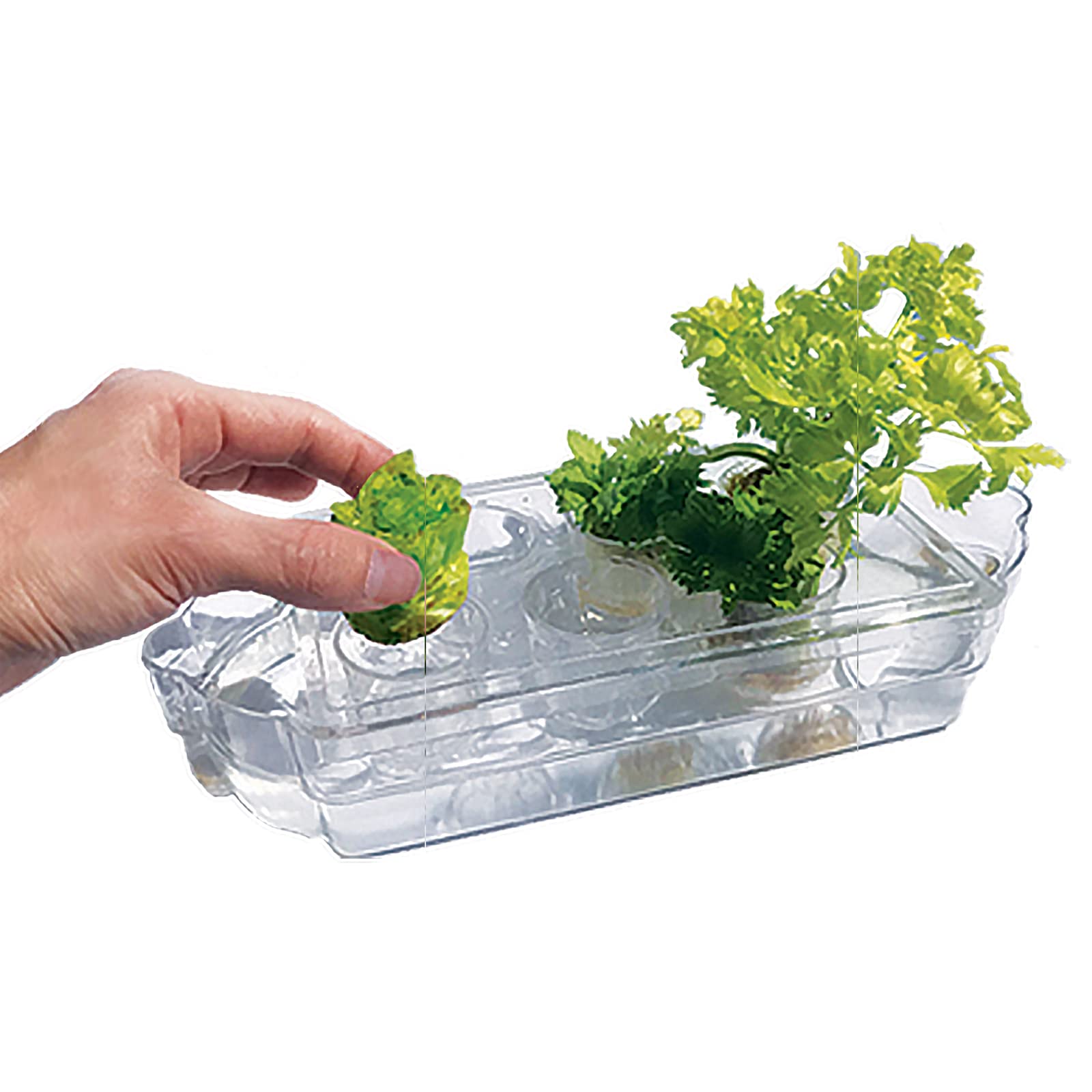 Indoor Gardening System/Small/No Electricity Needed/All Year Round/Hydroponic Growing The Easy Way/Propagate-Regrow in Your Kitchen/I Re Grow