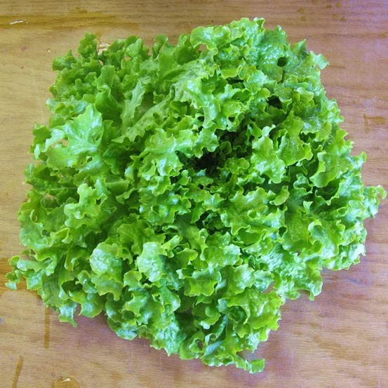 Lettuce Seeds - Salad Bowl - Green - 5 Pounds - Vegetable Seeds, Heirloom Seed Easy to Grow & Maintain, Fast Growing, Leafy Vegetable, Container Garden