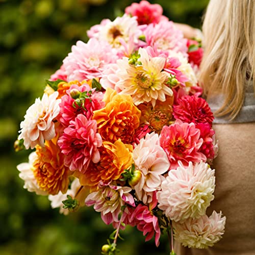 Dahlia Bulbs - Decorative Pastel Mix - 10 Bulbs - Mixed Flower Bulbs, Tuber Attracts Bees, Attracts Butterflies, Attracts Pollinators, Easy to Grow & Maintain, Fast Growing, Cut Flower Garden