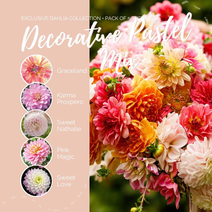 Dahlia Bulbs - Decorative Pastel Mix - 10 Bulbs - Mixed Flower Bulbs, Tuber Attracts Bees, Attracts Butterflies, Attracts Pollinators, Easy to Grow & Maintain, Fast Growing, Cut Flower Garden