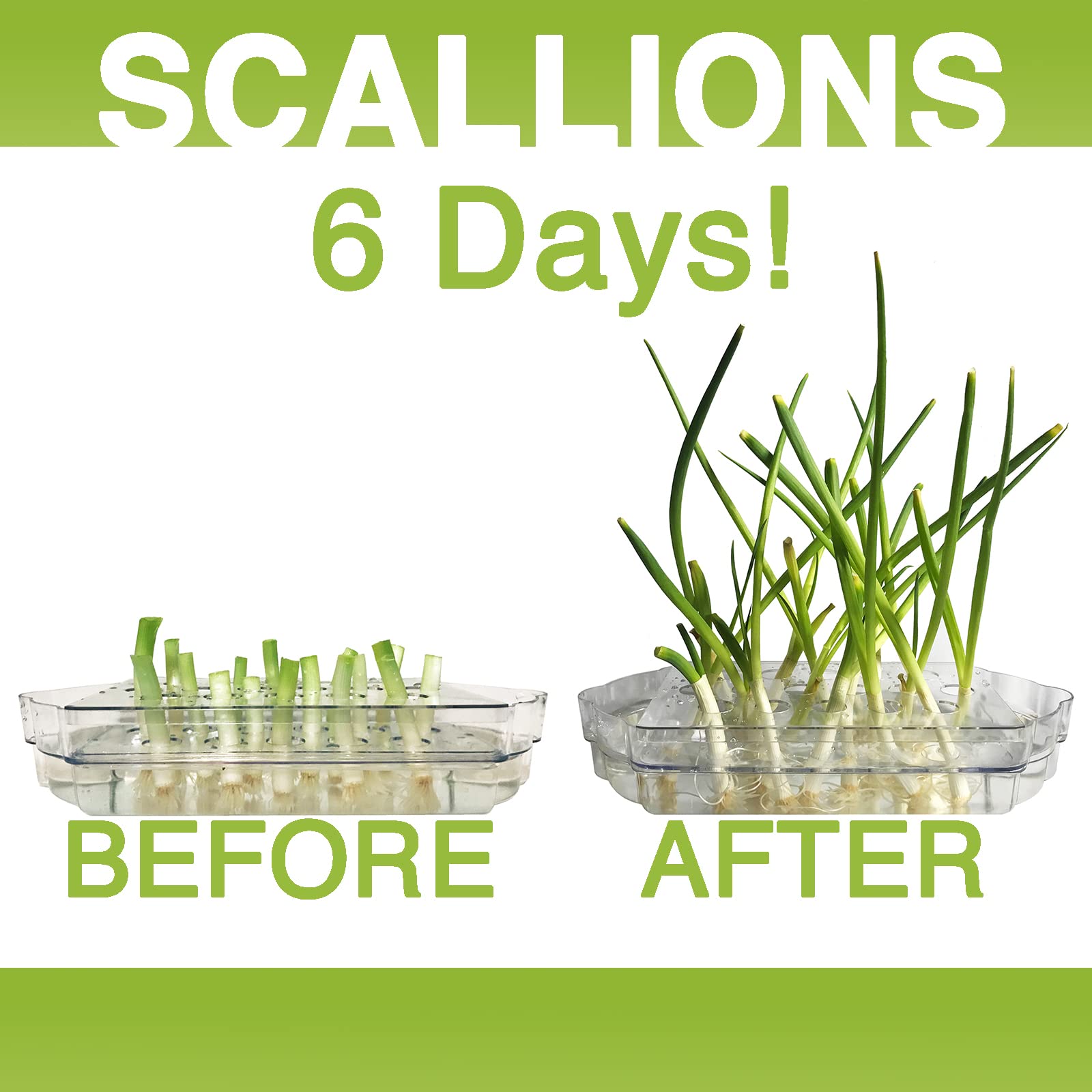 Indoor Gardening System/Small/No Electricity Needed/All Year Round/Hydroponic Growing The Easy Way/Propagate-Regrow in Your Kitchen/I Re Grow