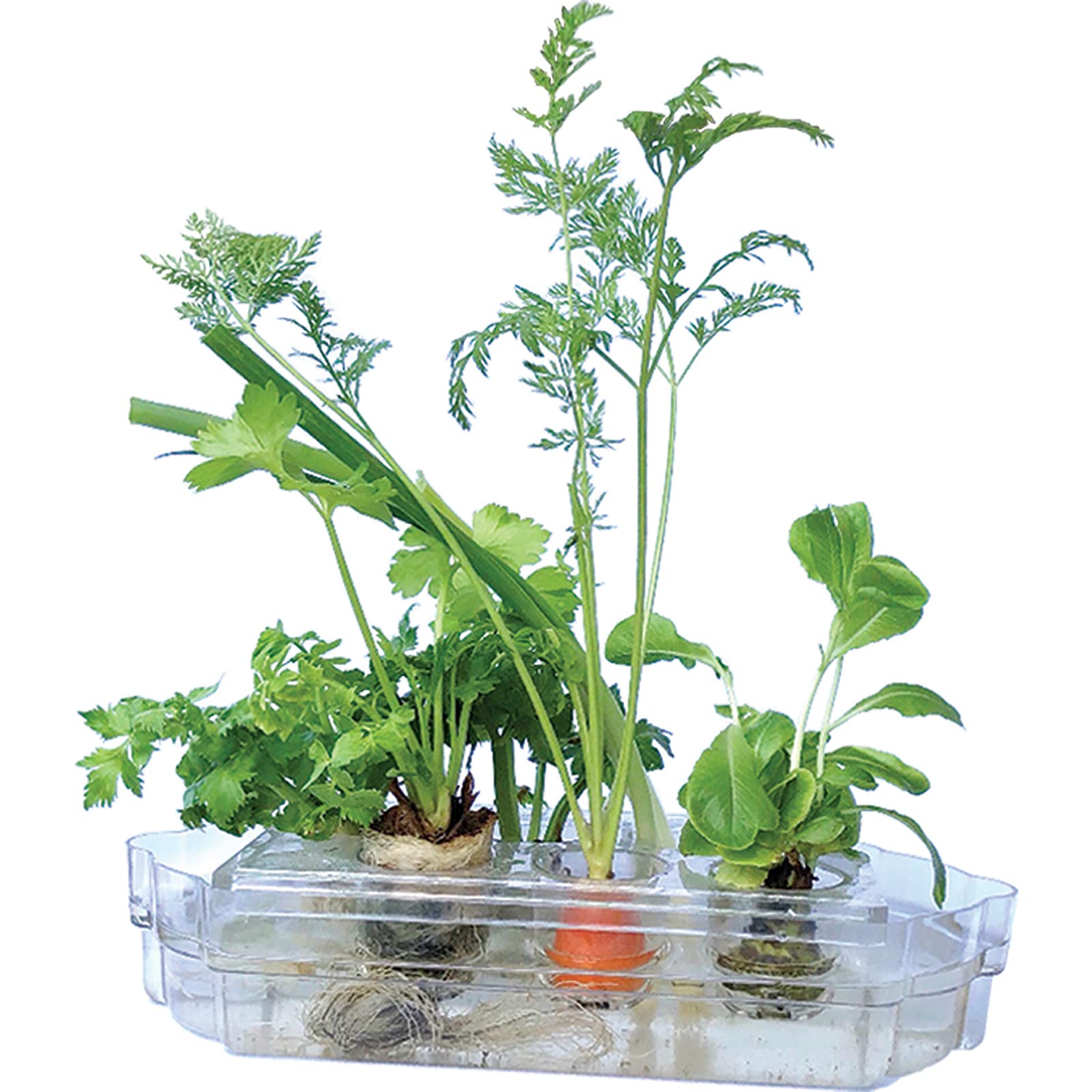 Indoor Gardening System/Small/No Electricity Needed/All Year Round/Hydroponic Growing The Easy Way/Propagate-Regrow in Your Kitchen/I Re Grow