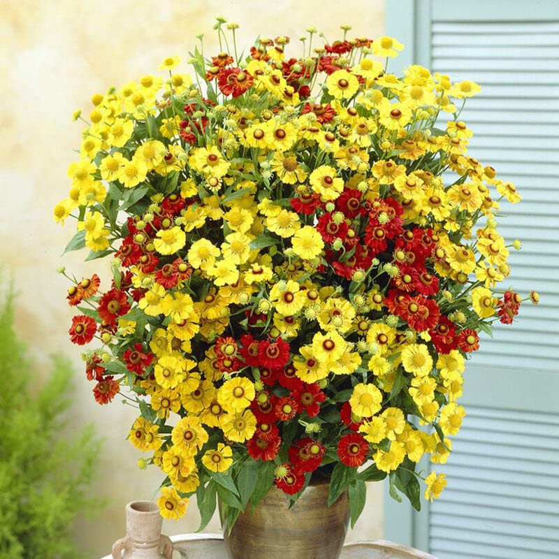 Helenium - Mix - 20 Roots - Mixed Flower Bulbs, Root Attracts Bees, Attracts Butterflies, Attracts Pollinators, Easy to Grow & Maintain, Fast Growing, Fragrant, Container Garden
