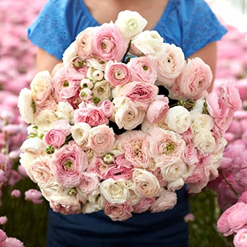 Ranunculus Bulbs - Eternal Bliss Mix - 100 Bulbs - Mixed Flower Bulbs, Corm Attracts Bees, Attracts Pollinators, Easy to Grow & Maintain, Fragrant, Container Garden
